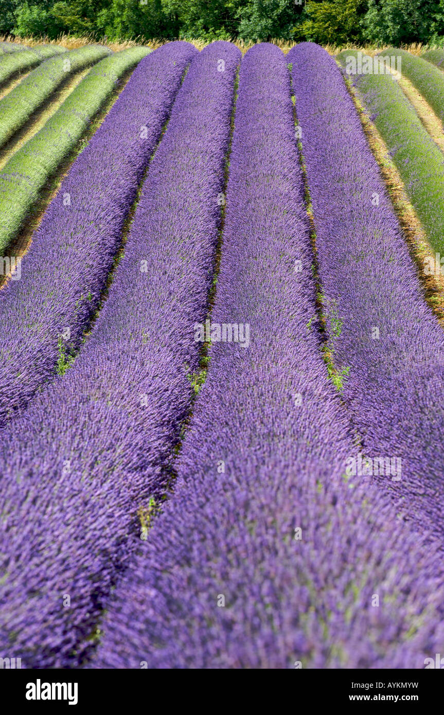 Lavender fields at Snowshill in the Cotswolds England Stock Photo - Alamy