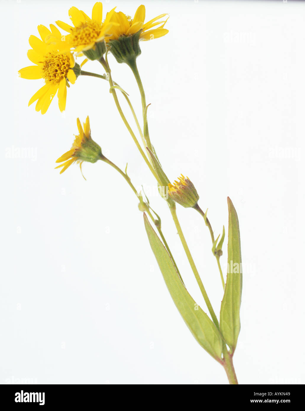 Medium sized Cut Out Stock Images & Pictures - Alamy