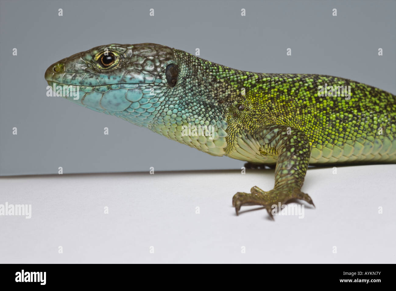 A photograph of a green male lizard. Portrait d'un lézard vert mâle ...