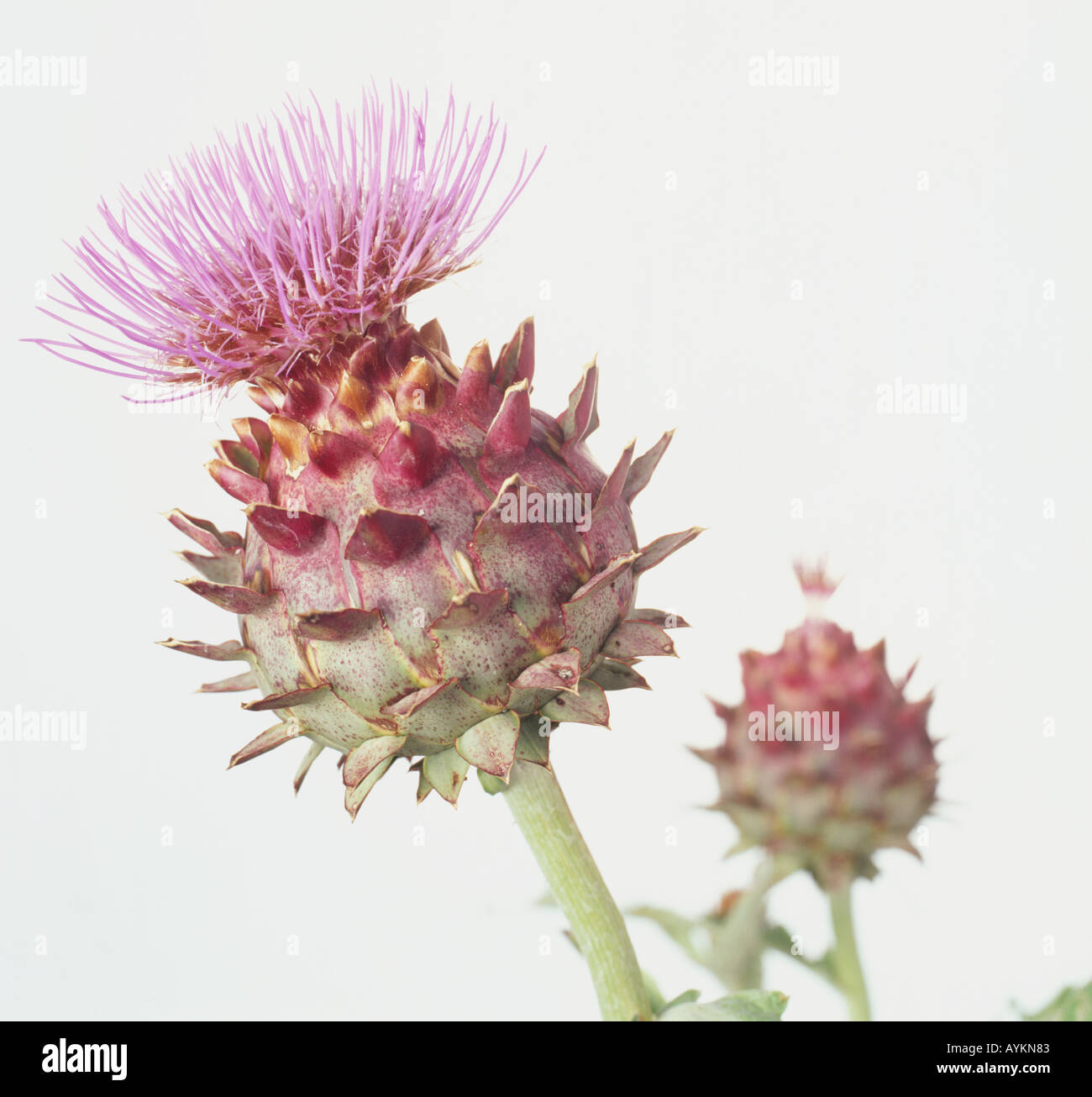 Large thistle hi-res stock photography and images - Alamy