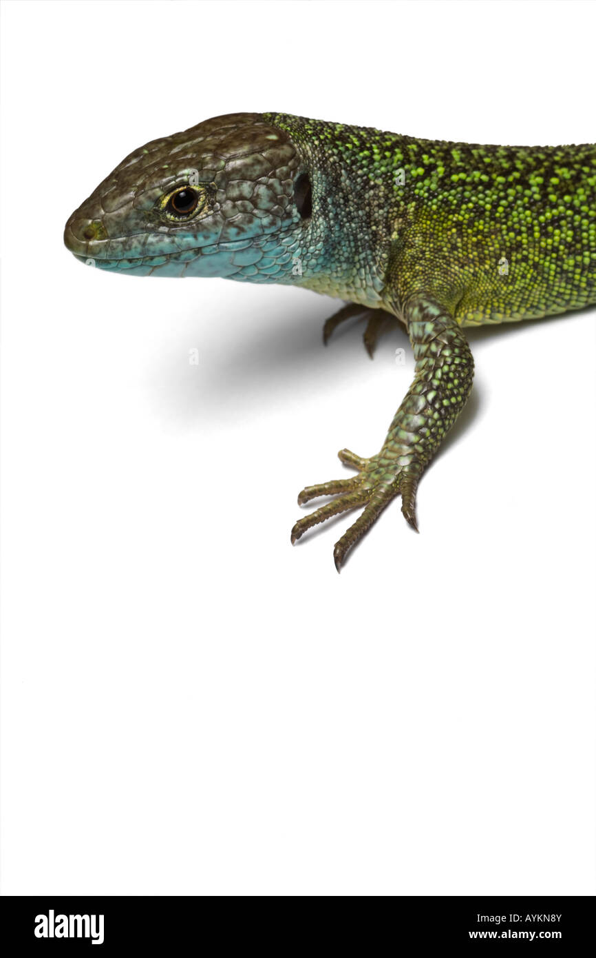 Male western green lizard Cut Out Stock Images & Pictures - Alamy
