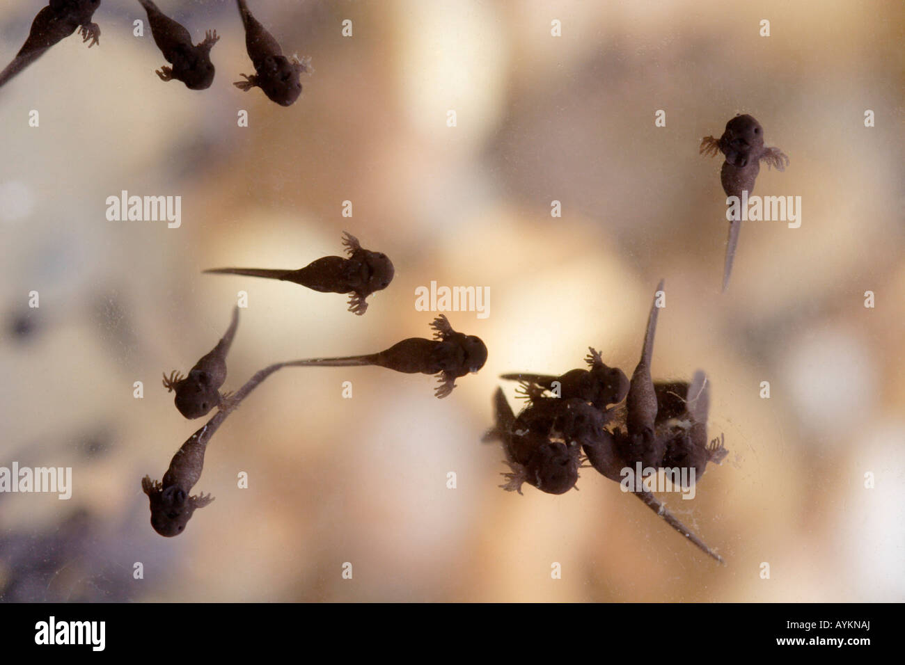 Developing tadpoles hi-res stock photography and images - Alamy