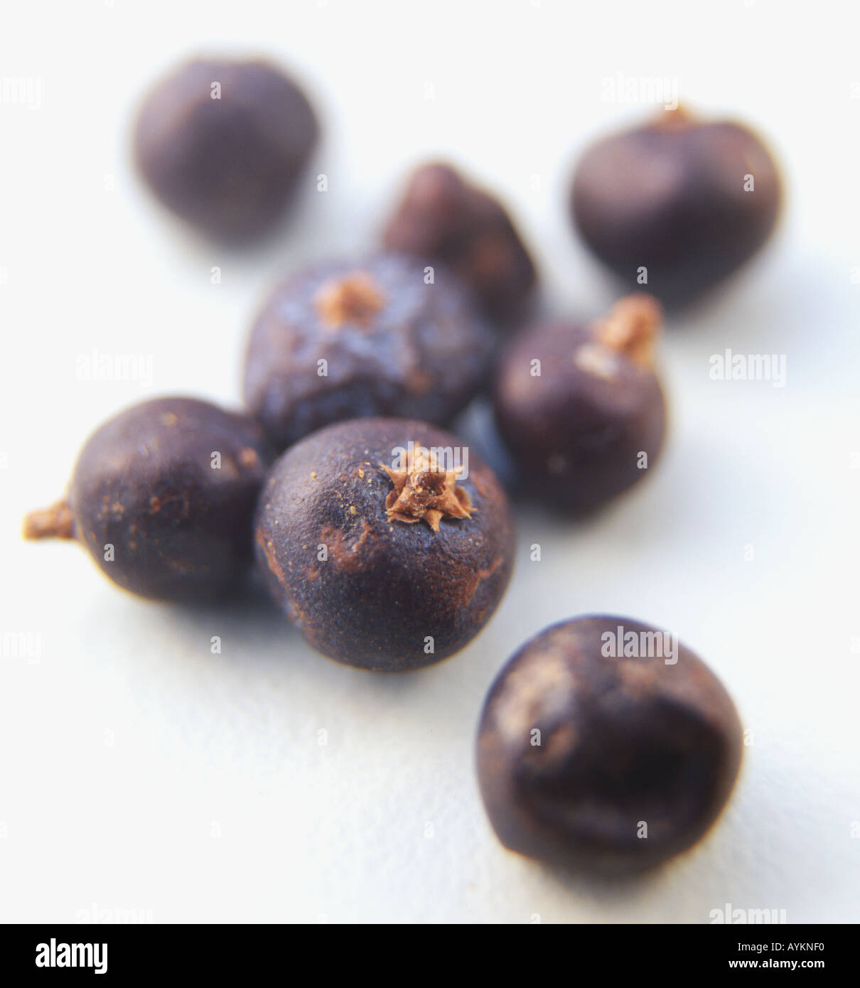 Juniperus communis, juniper berries Stock Photo - Alamy