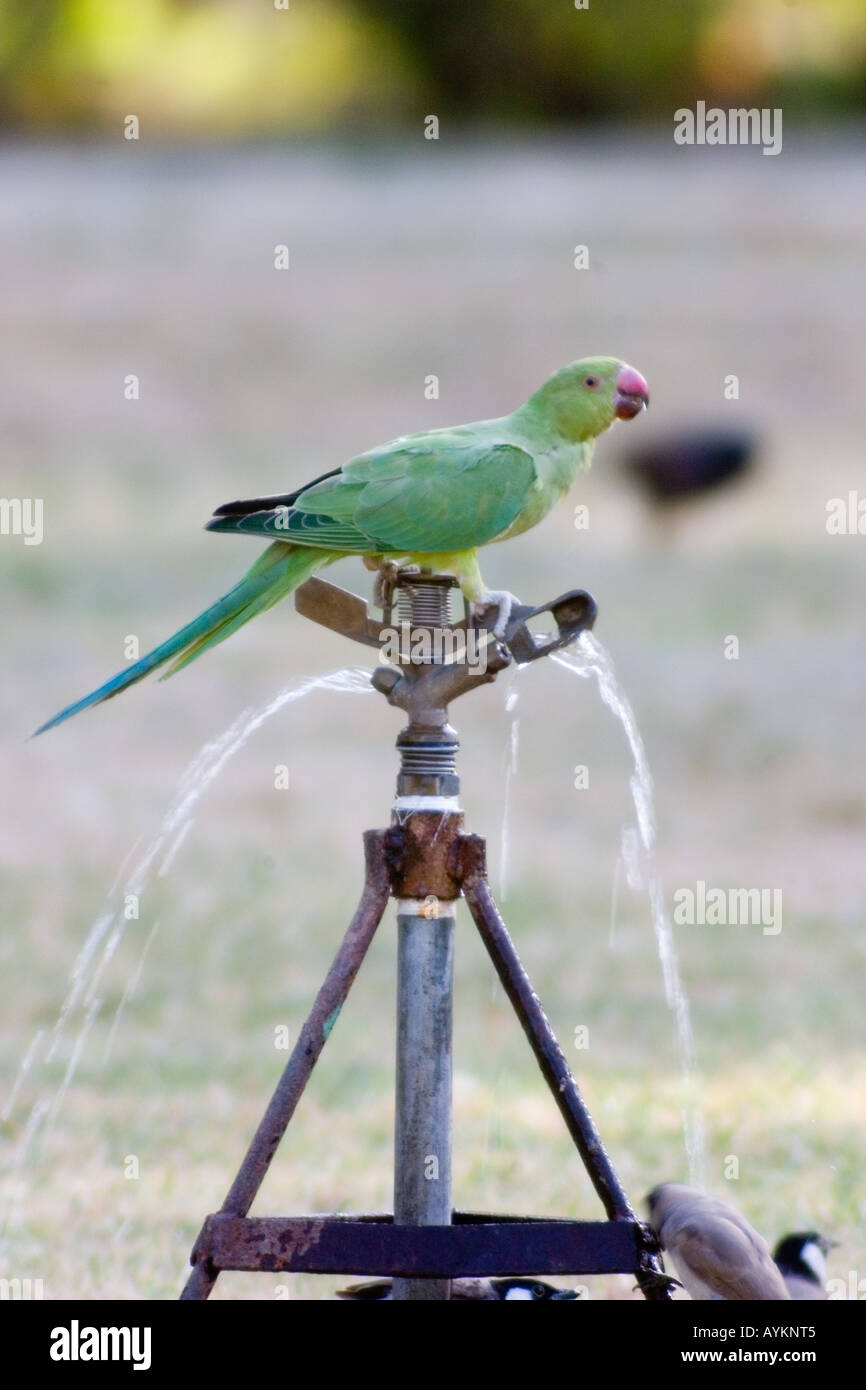 Parakeets drinking hi-res stock photography and images - Alamy