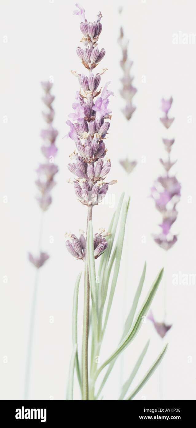 Lavandula x intermedia, Old english lavender, aromatic, long, pointed ...