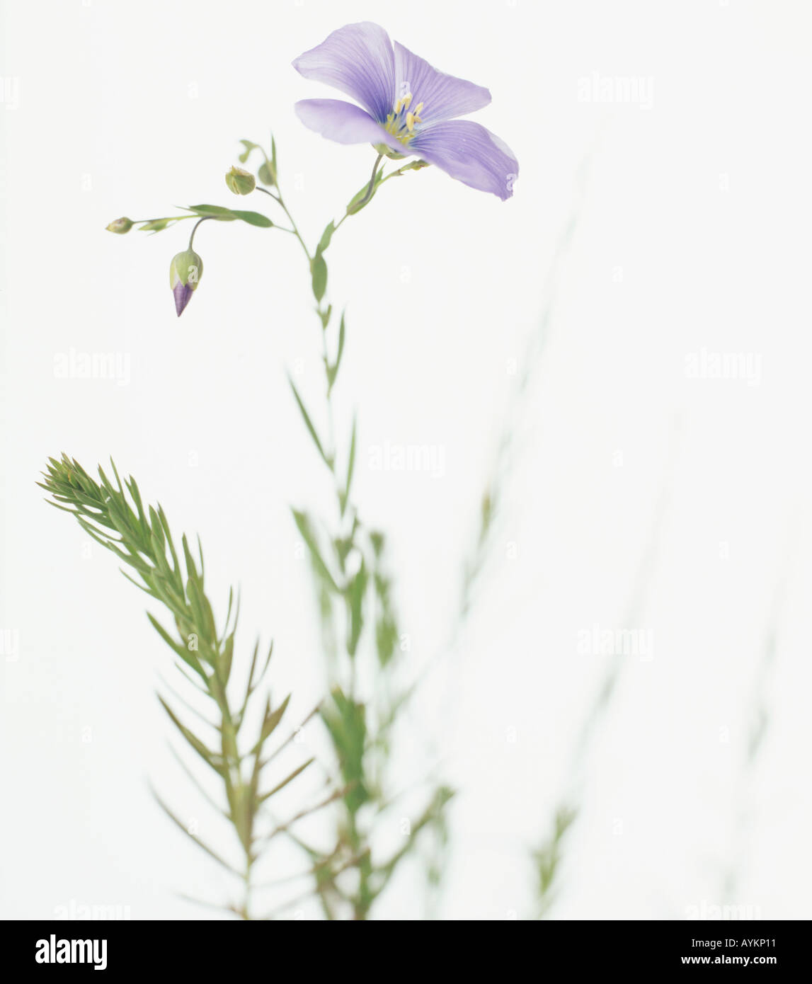 Linum perenne, flax, linseed, sky blue flowers and buds with pointed ...