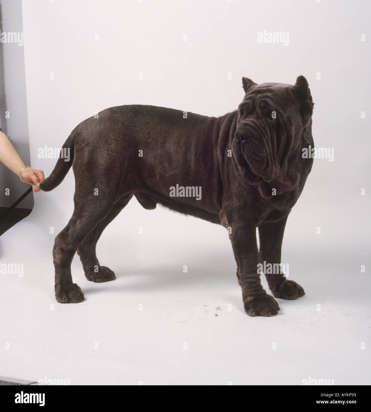Head and neck only of neapolitan mastiff Stock Photo - Alamy