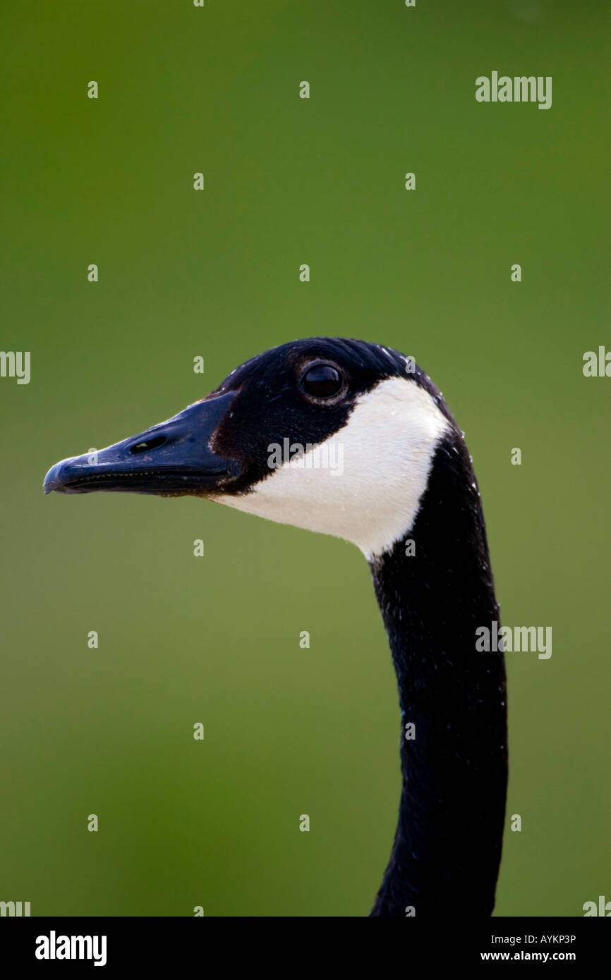 Goose heads hi-res stock photography and images - Alamy