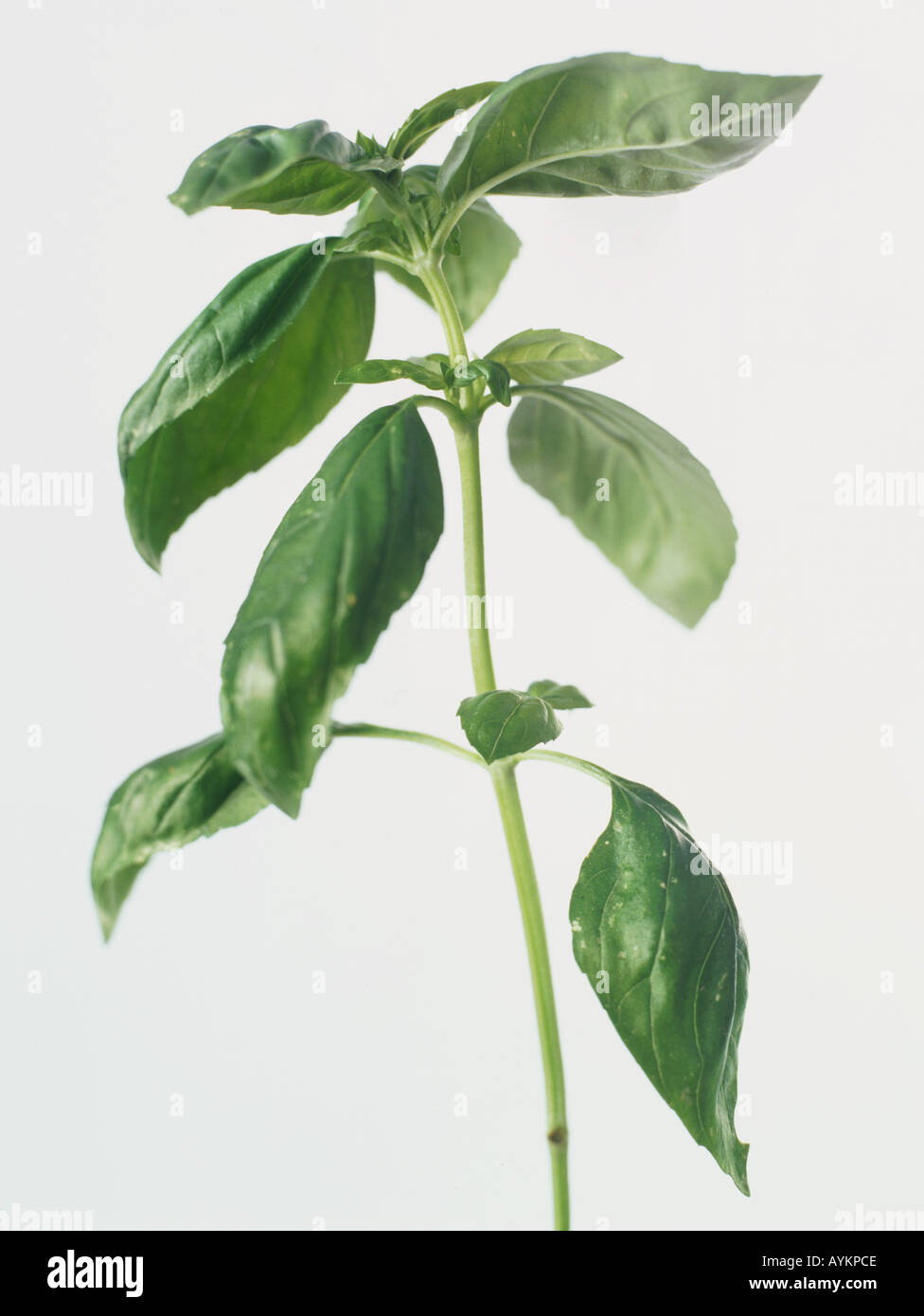 Ocimum basilicum, sweet basil, genovese basil, with smooth green, oval ...