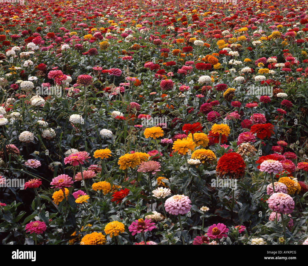 Field of Zinnias Stock Photo - Alamy