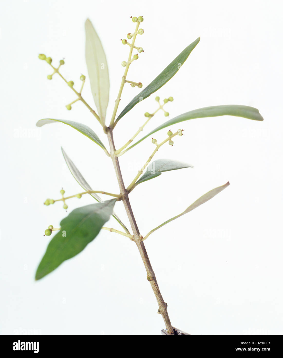 Olea europea, olive tree, young, immature olive fruit and oval grey ...