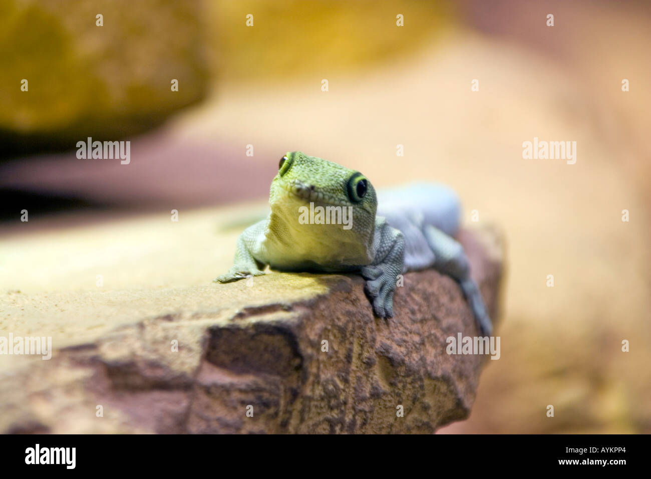 Reptiles of bangladesh hi-res stock photography and images - Alamy