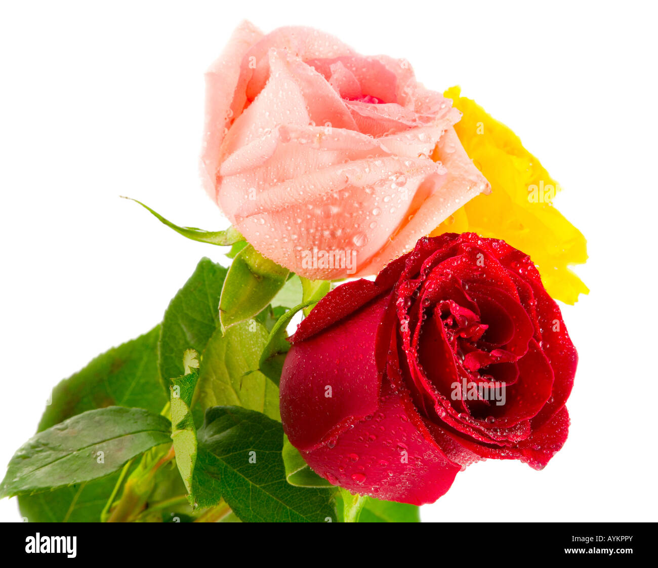 three roses with water drops isolated on white background Stock Photo ...