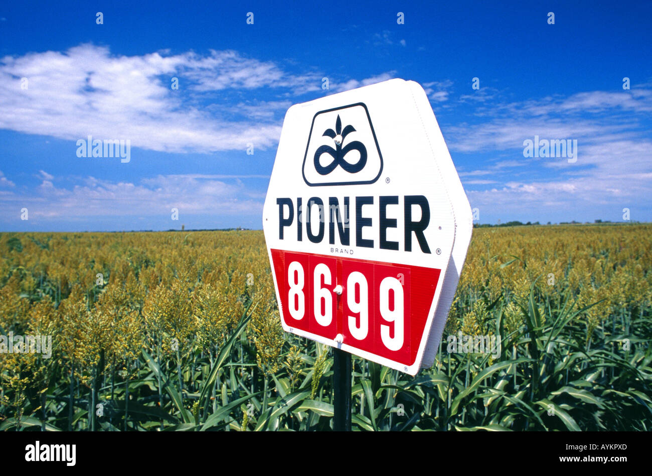 PIONEER TEST PLOT IN GRAIN SORGHUM MILO KANSAS Stock Photo - Alamy