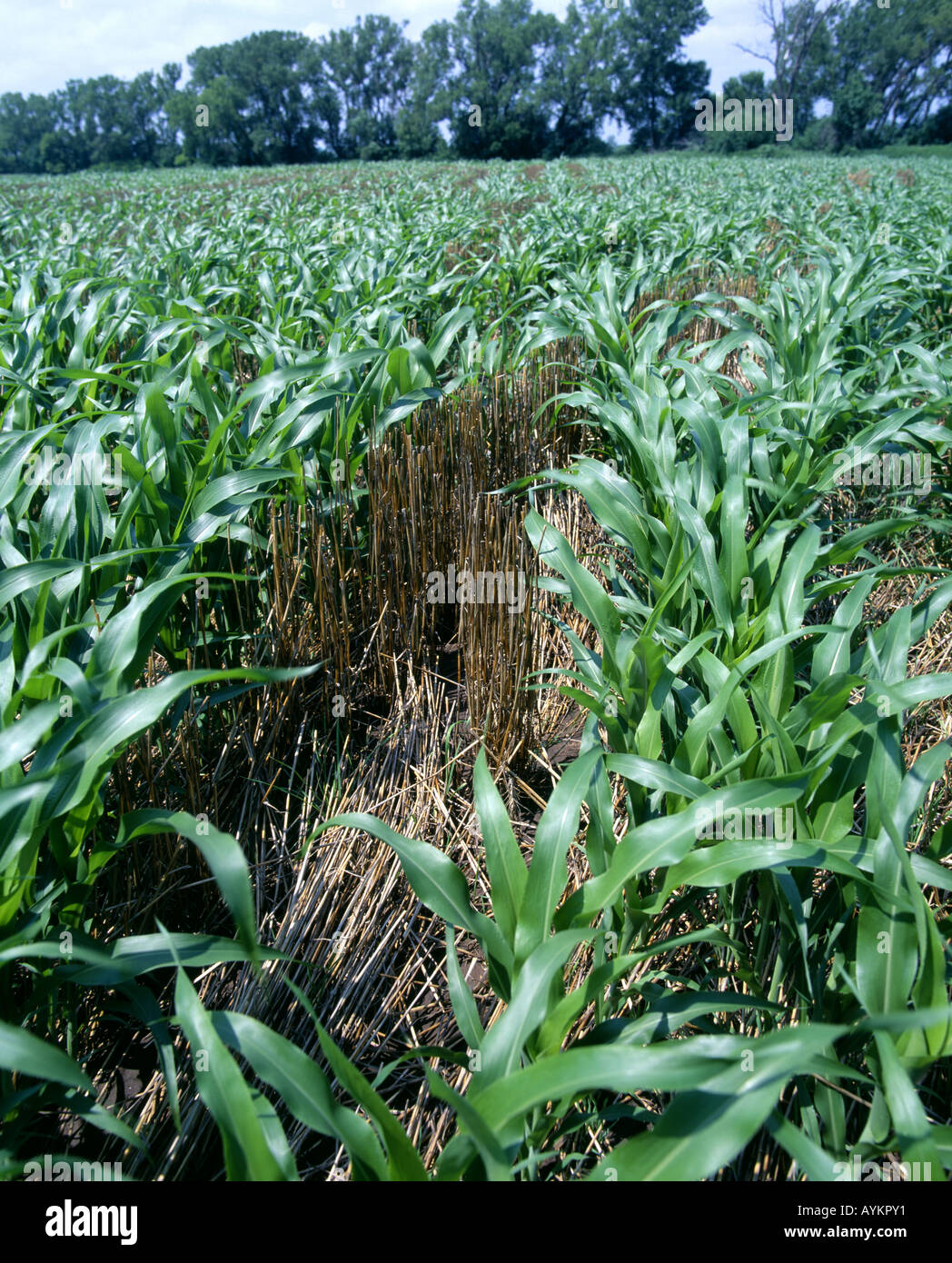 Milo field crops hi-res stock photography and images - Alamy