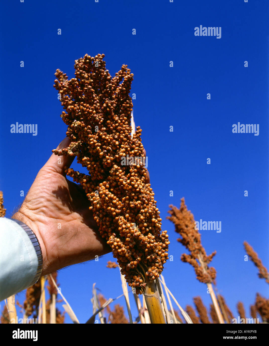 MATURE MILO KANSAS Stock Photo - Alamy