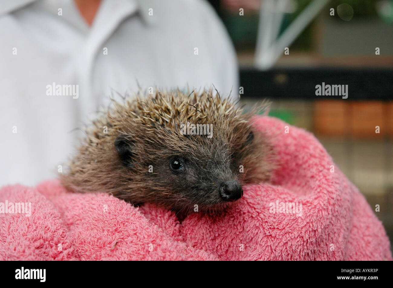 In animal shelter hi-res stock photography and images - Alamy