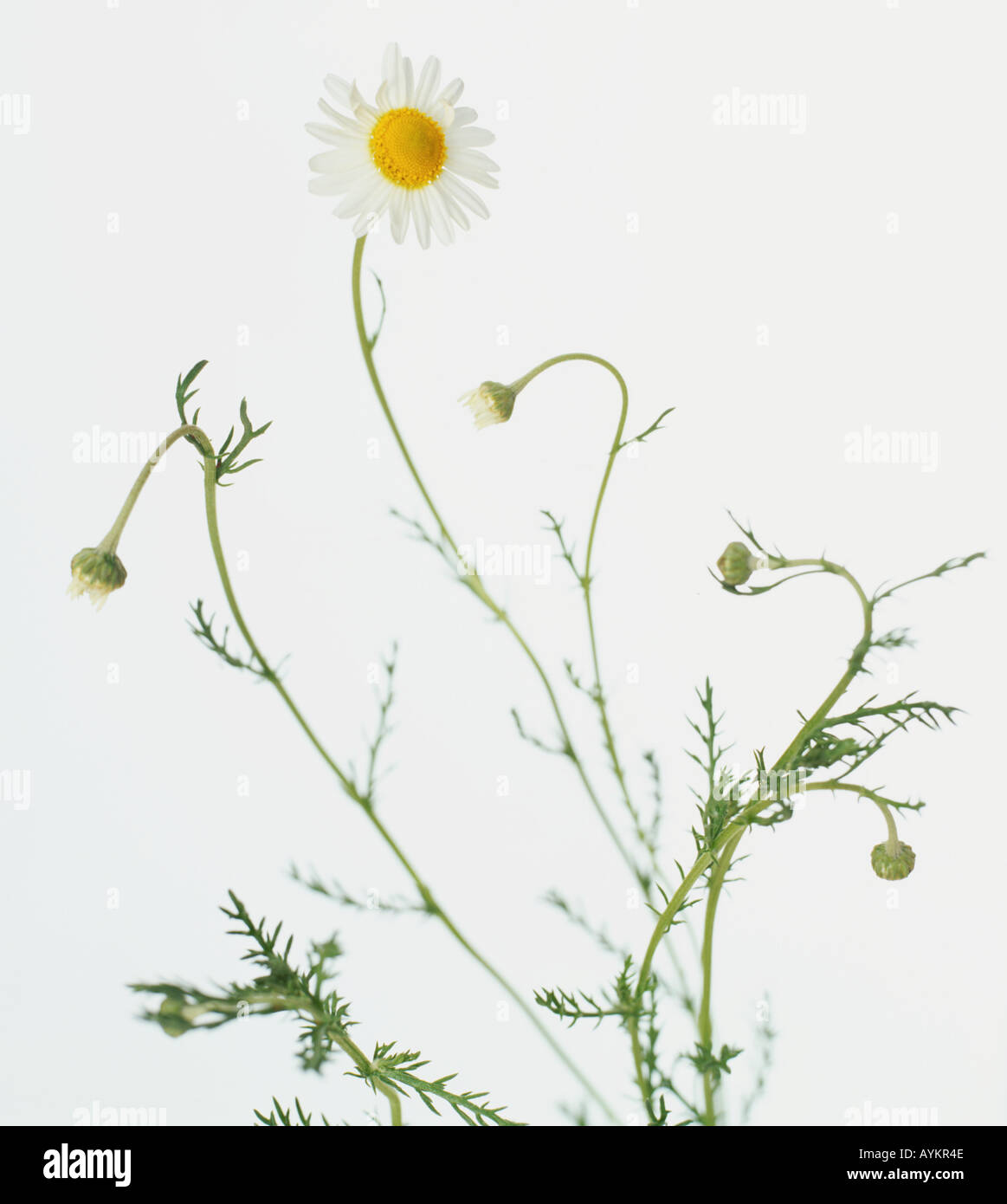 Chamomile, Roman chamomile (Chamaemelum nobile), large, single, white ...