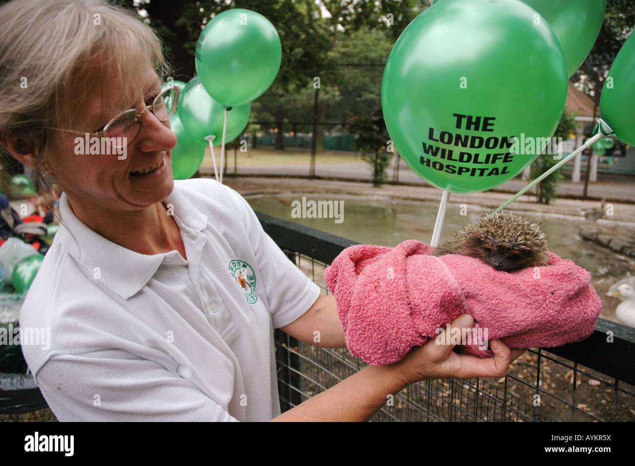 Hedgehog at London Wildlife Hospital Stock Photo - Alamy