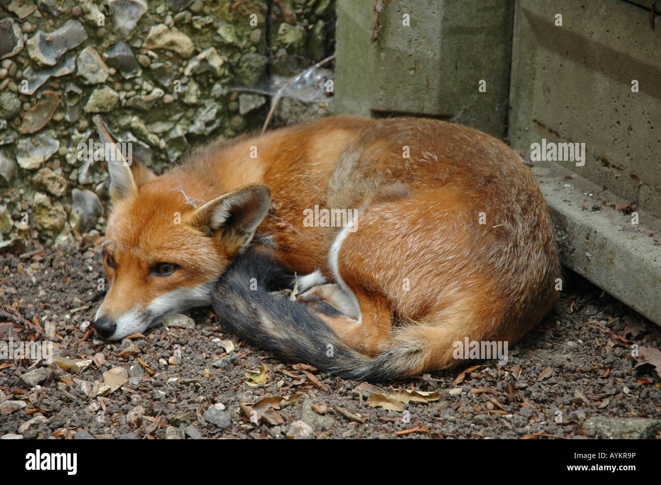 Injured fox hi-res stock photography and images - Alamy