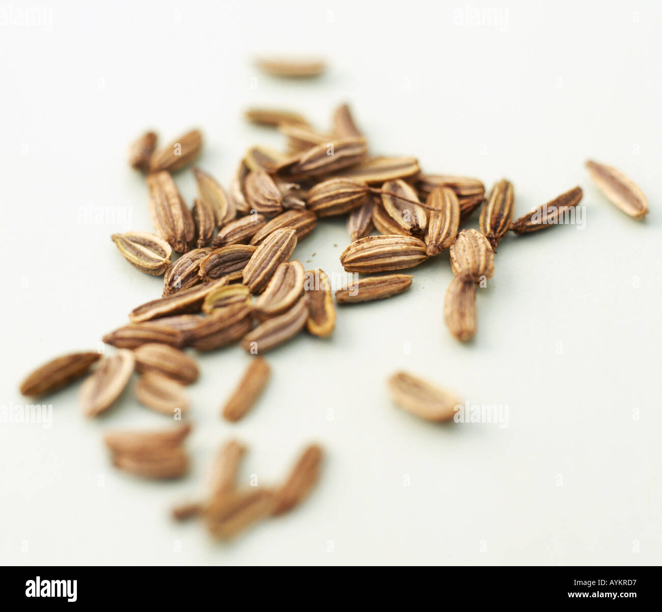 Foeniculum vulgare, fennel, seeds Stock Photo - Alamy