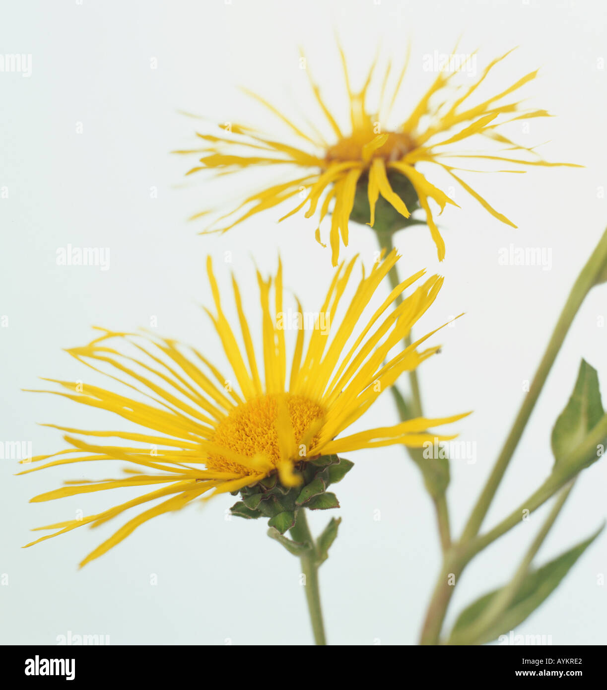 Fibrous stems hi-res stock photography and images - Alamy