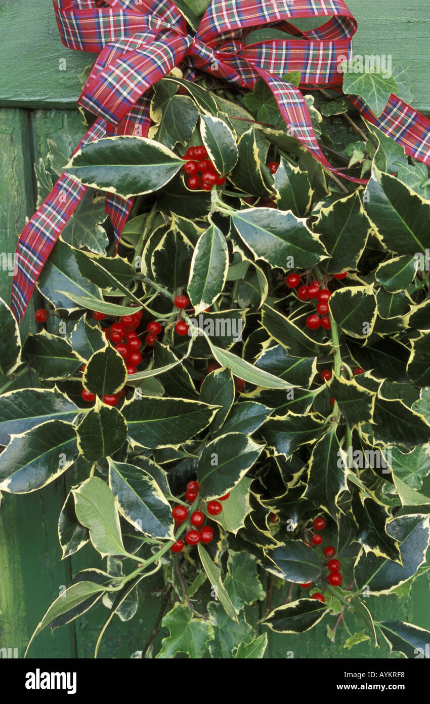 Variegated english holly hi-res stock photography and images - Alamy