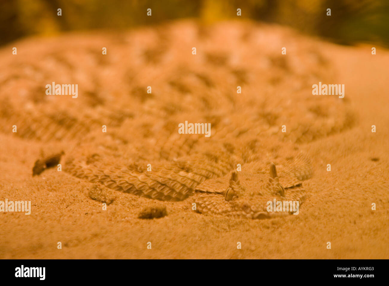 Venomous snakes of the saharan desert hi-res stock photography and ...
