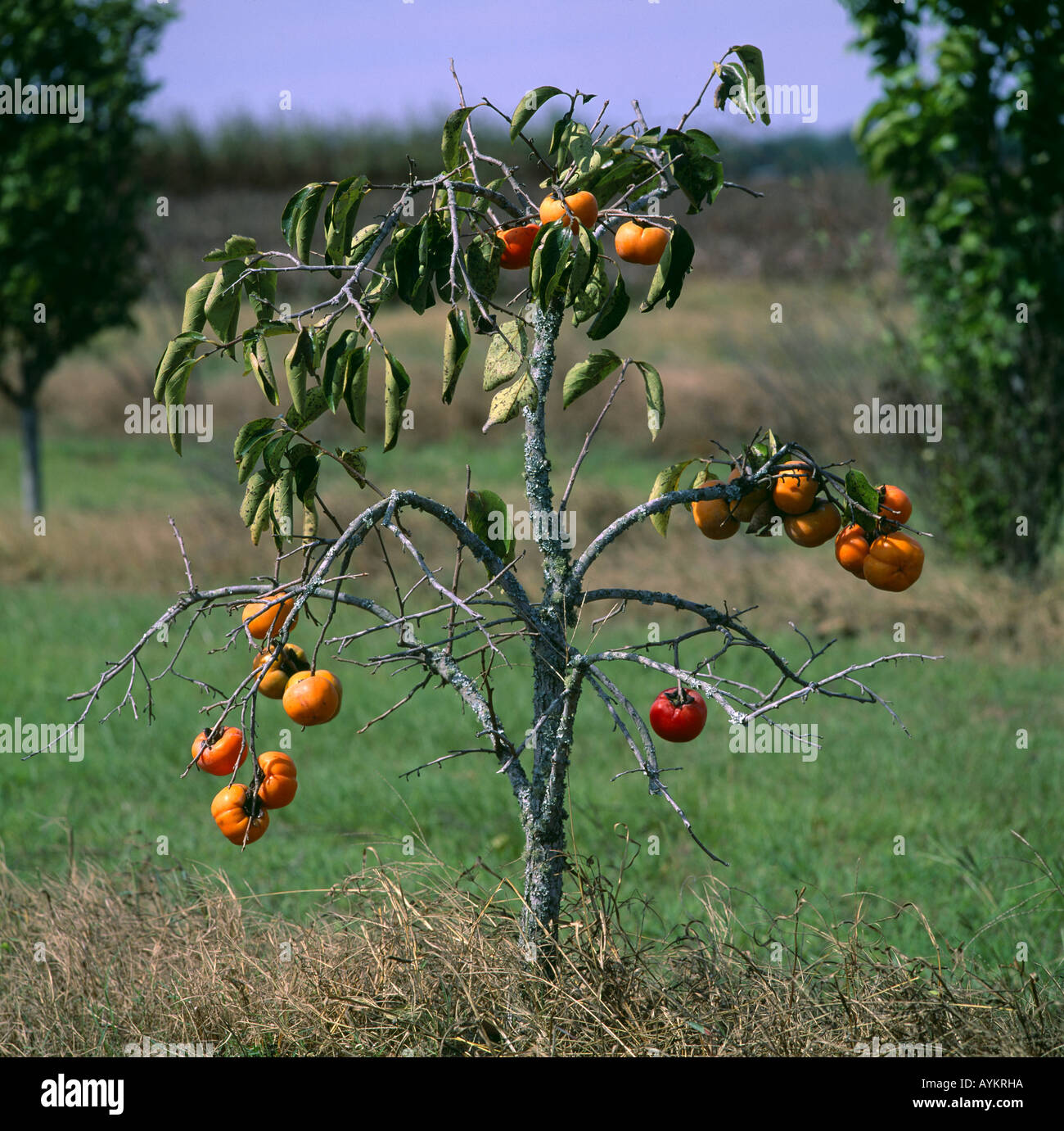 ORIENTAL PERSIMMON DIOSPYROS KAKI EUREKA GEORGIA Stock Photo - Alamy