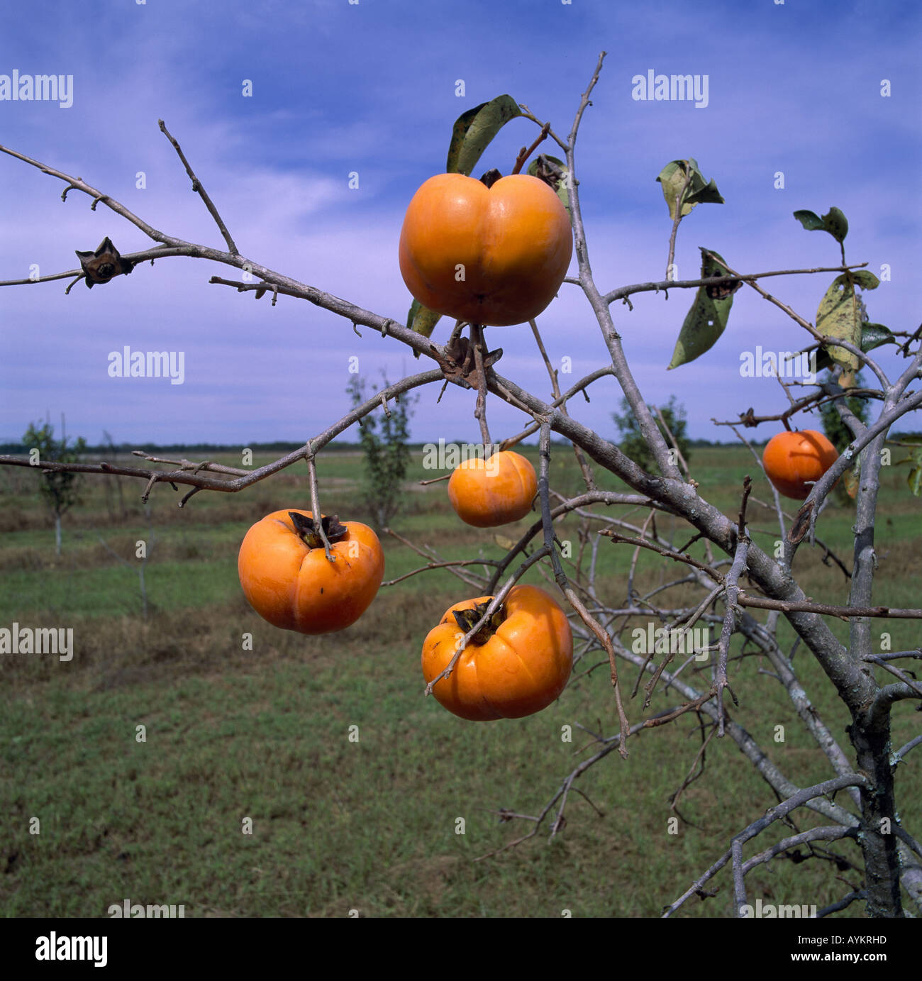 ORIENTAL PERSIMMON EUREKA DIOSPYROS KAKI GEORGIA Stock Photo - Alamy