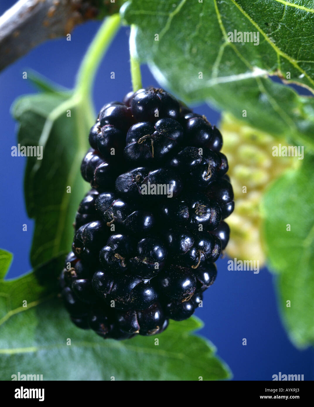 Morus rubra hi-res stock photography and images - Alamy