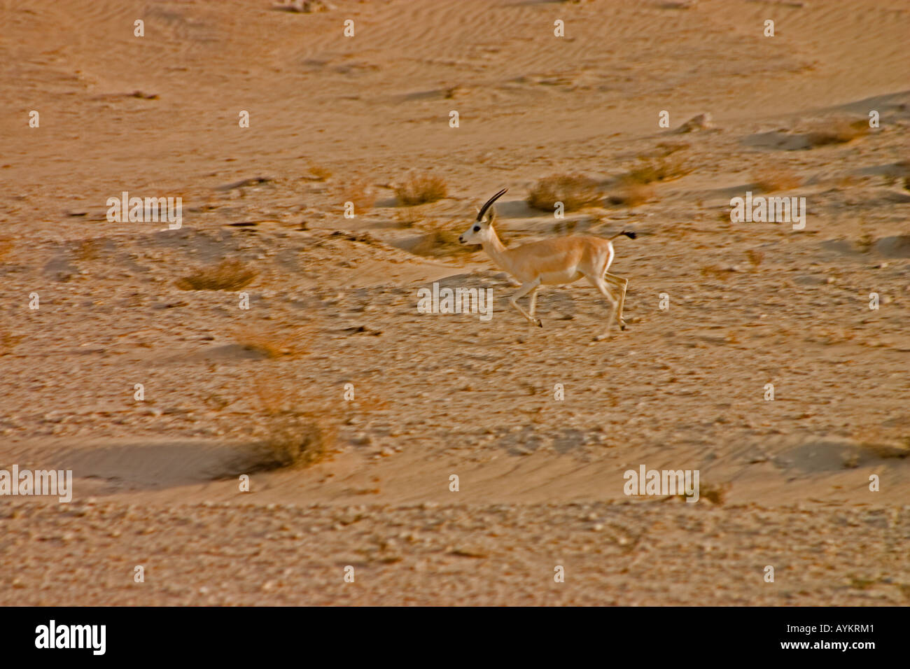Sahara desert dorcas gazelle hi-res stock photography and images - Alamy