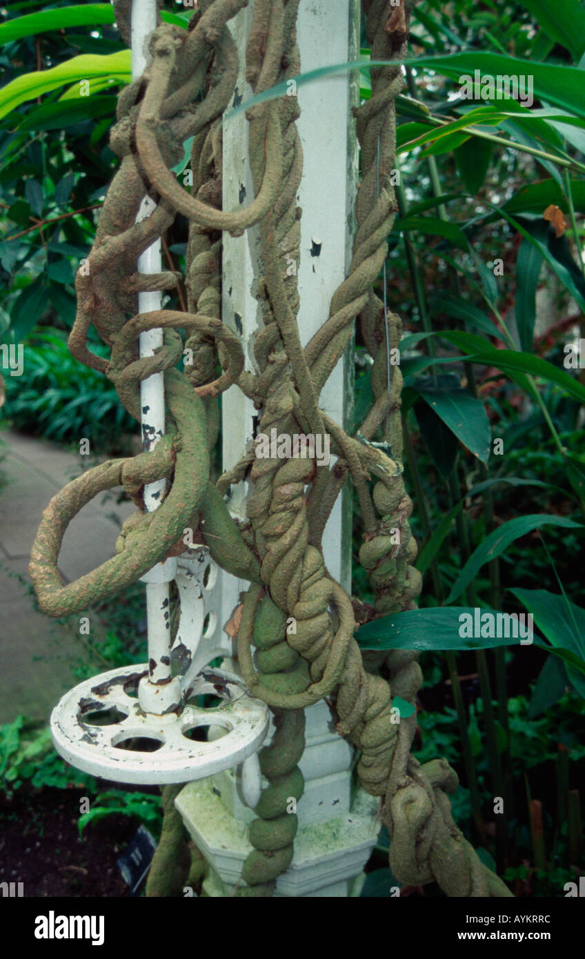 Stephania glandulifera hi-res stock photography and images - Alamy