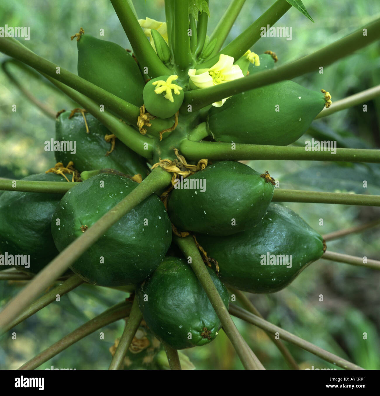 BLOOMS AND FRUIT ON PAPAYA TREE CARICA PAPAYA GEORGIA Stock Photo - Alamy