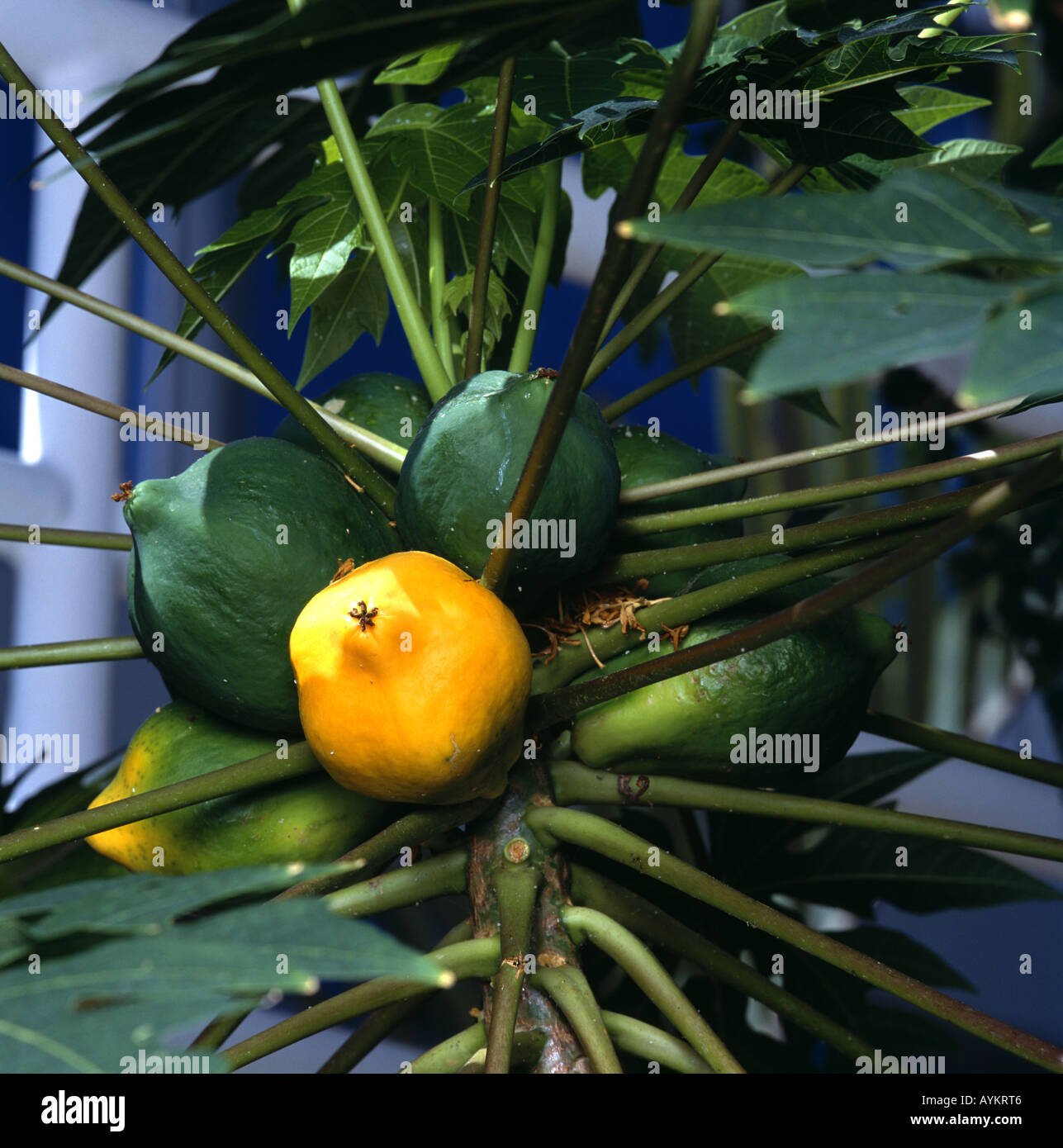 Papaya tree with ripening fruit hi-res stock photography and images - Alamy