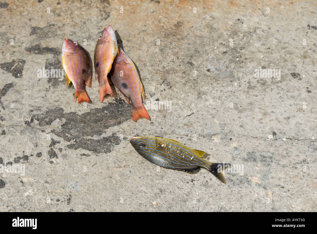 catch of fish Stock Photo - Alamy