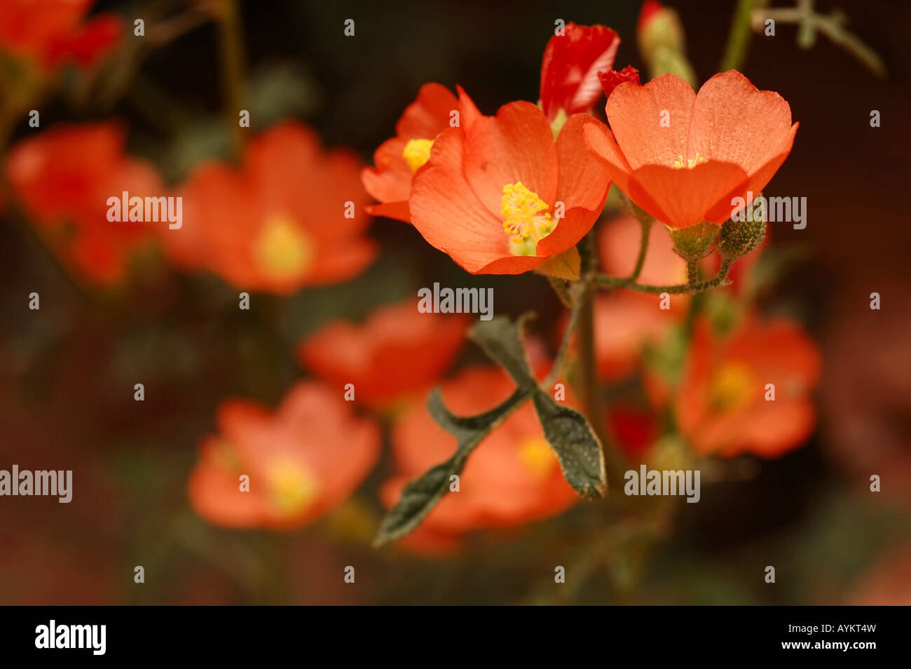 Macro of an orange globe mallow in the red desert mountains of Zion ...