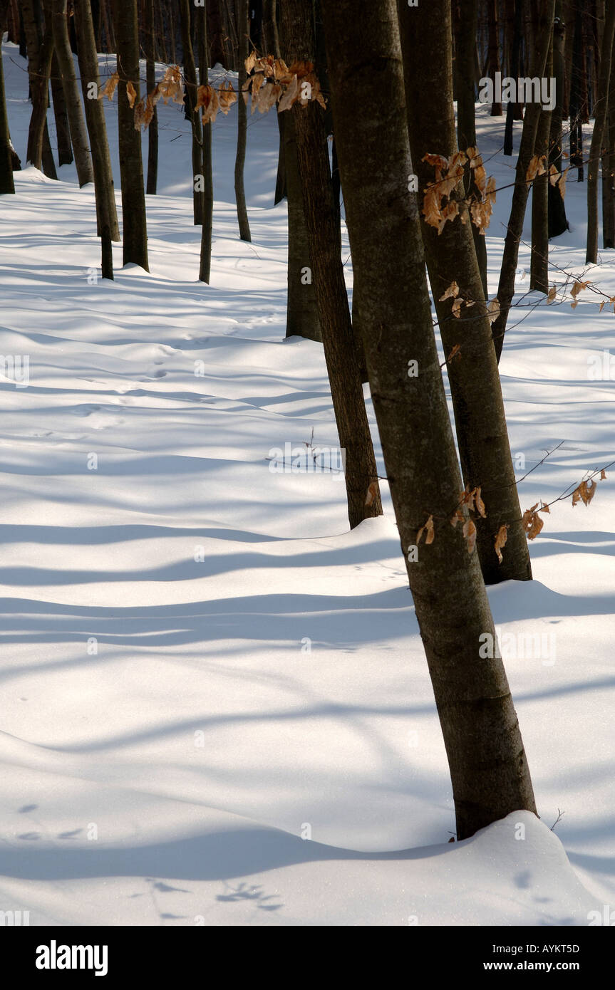 Verschneiter Wald Niederoesterreich Stock Photo - Alamy