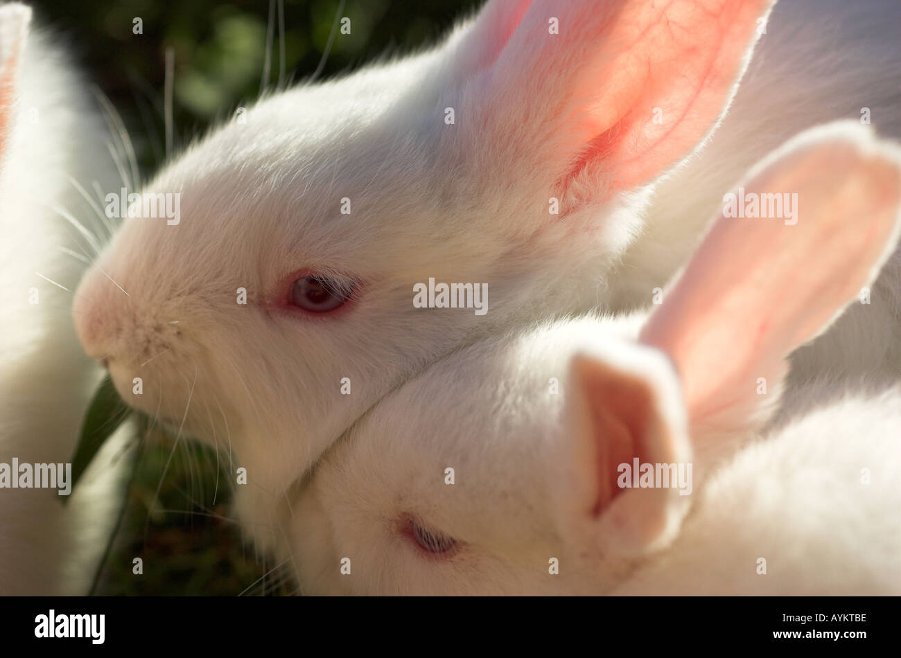 Two baby rabbits outdoors hi-res stock photography and images - Alamy