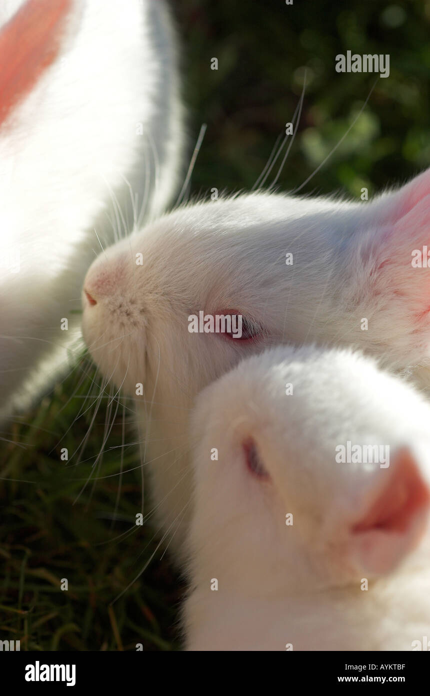 White rabbits close-up view Stock Photo - Alamy