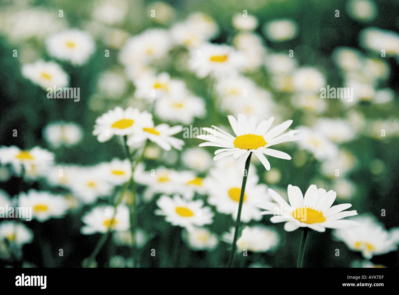 Blumenwiese mit weissen Blumen Stock Photo - Alamy