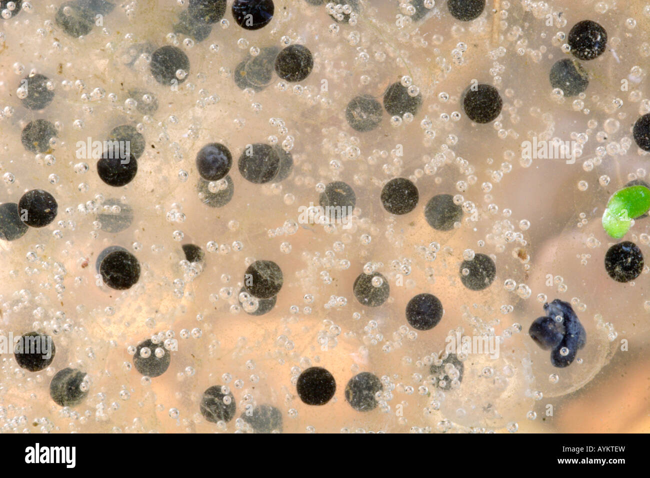 Common Frogspawn in early stages of development, approx 10 days old ...