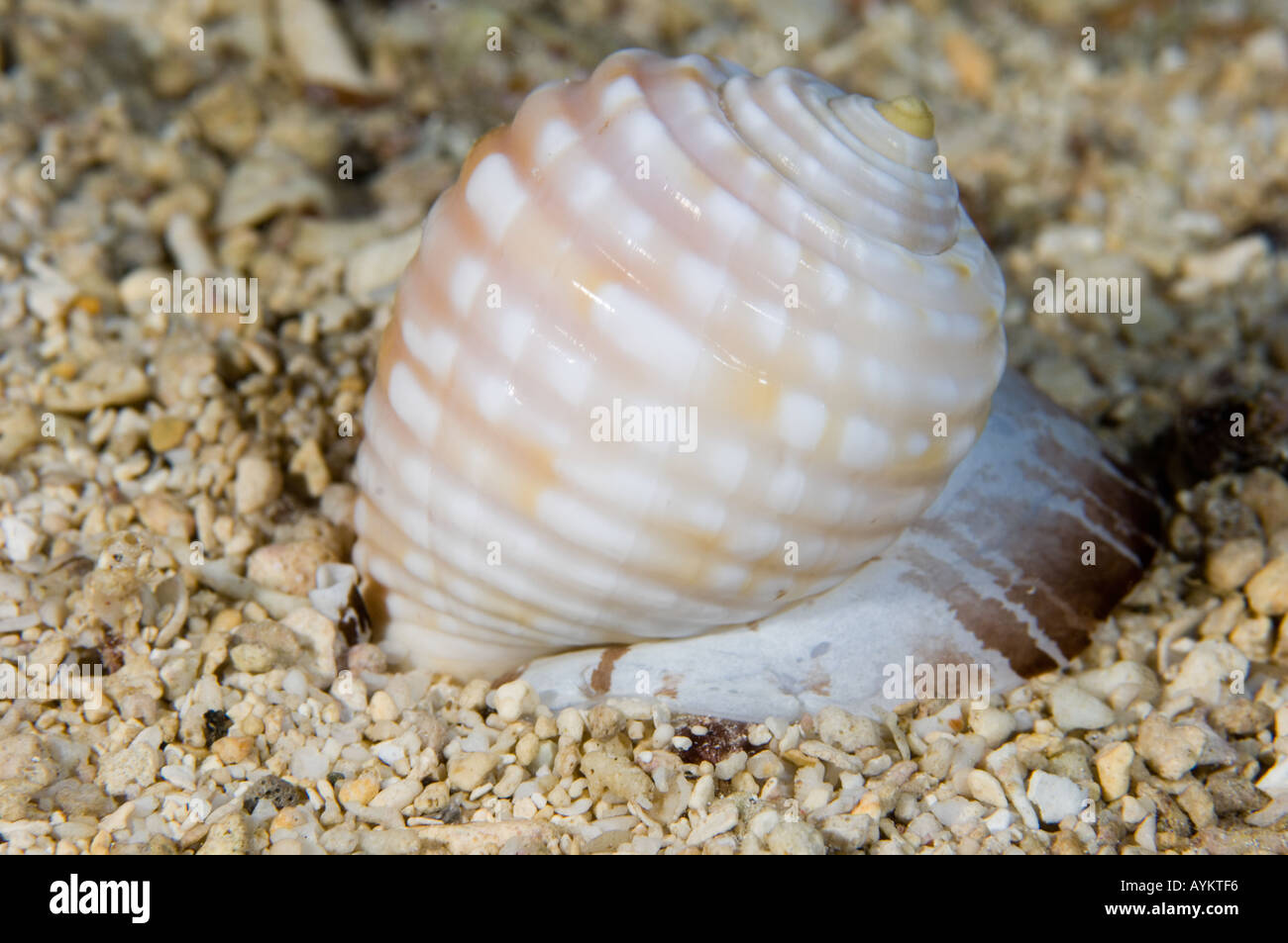 Unknown species of cone shell burying itself in the sand, West Papua ...