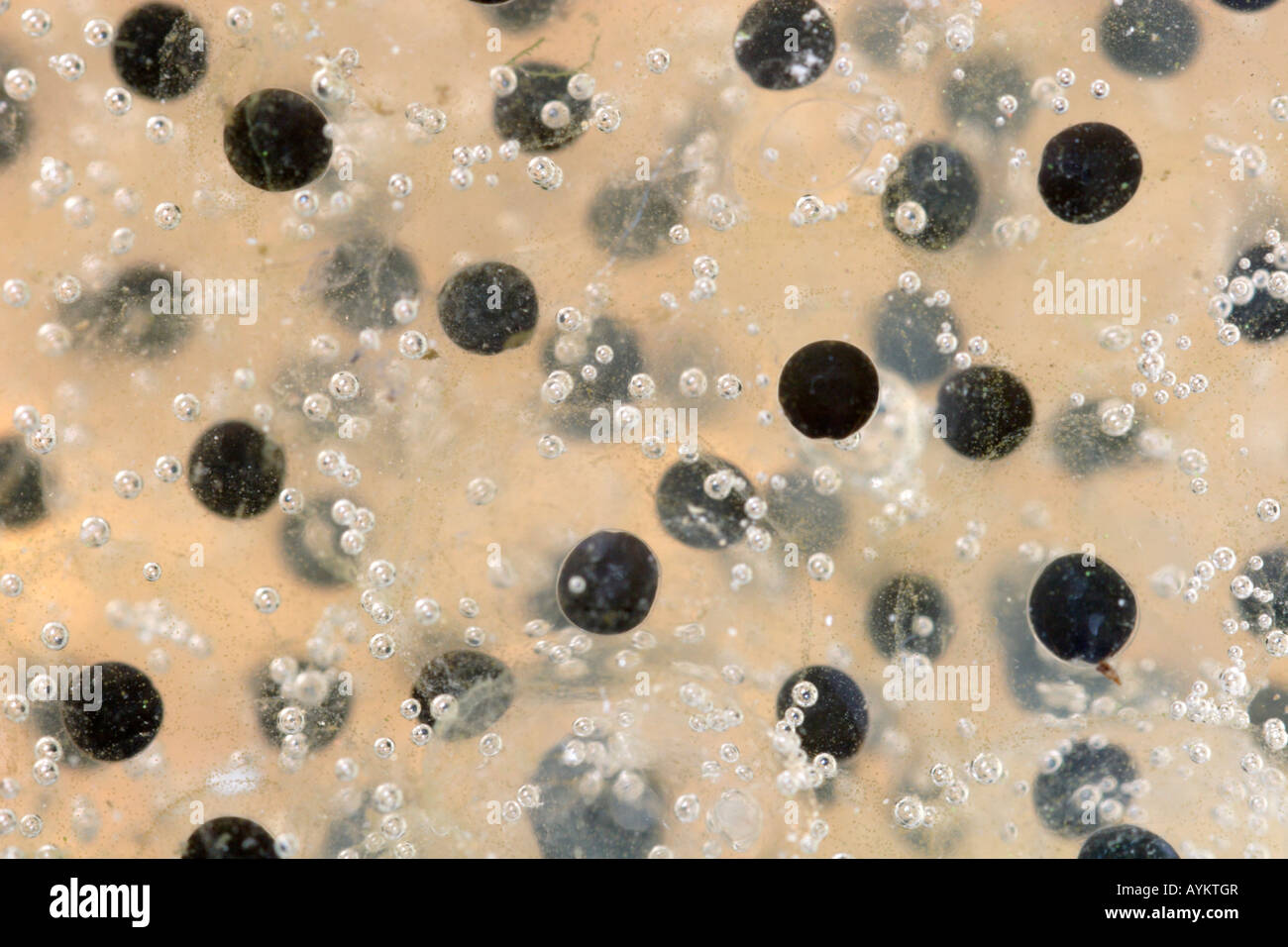 Common Frogspawn in early stages of development, approx 10 days old ...