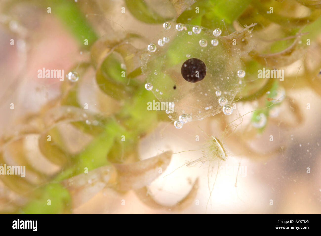 Common Frogspawn in early stages of development, approx 10 days old ...