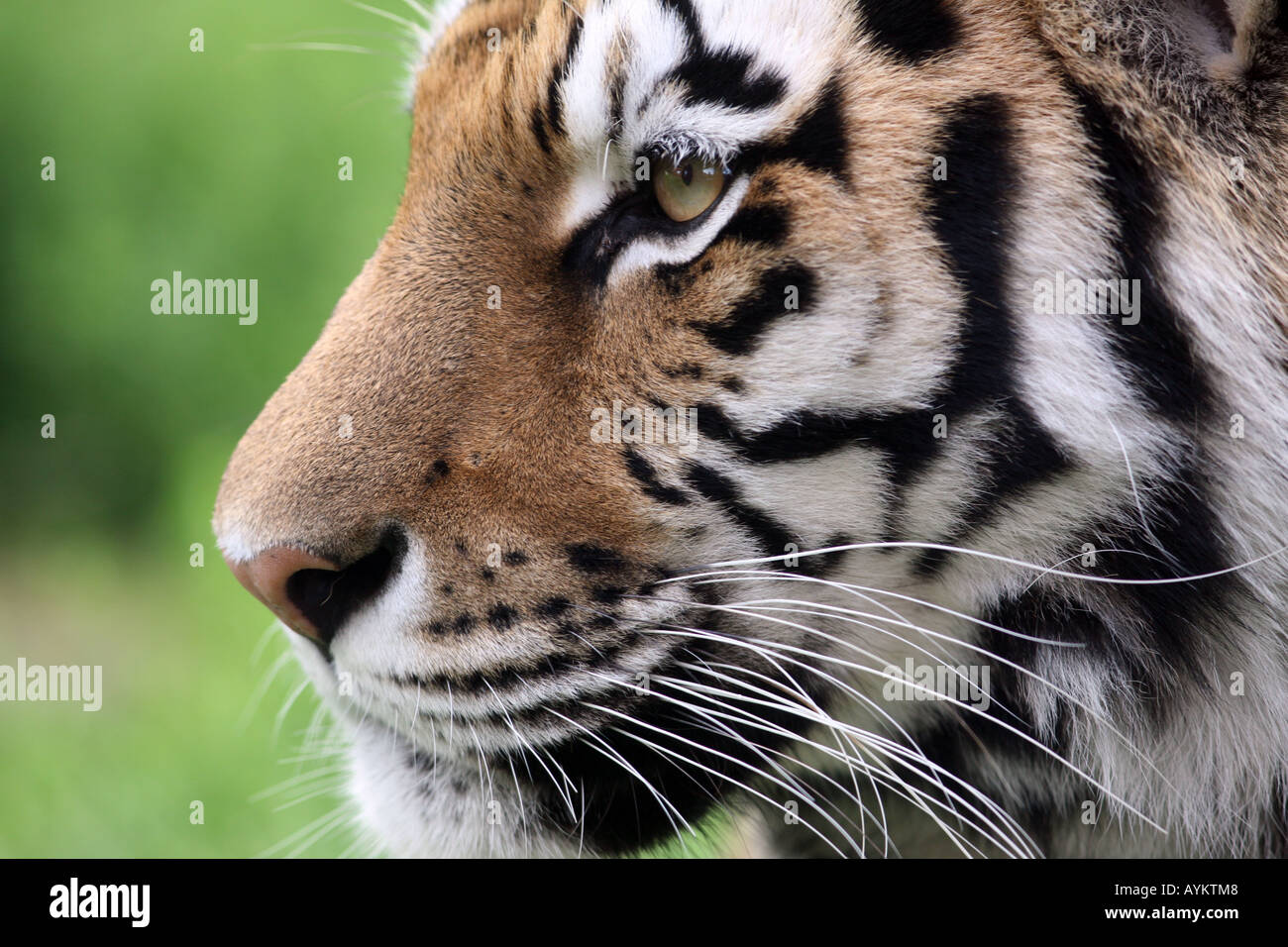 Chinese medicine tiger hi-res stock photography and images - Alamy