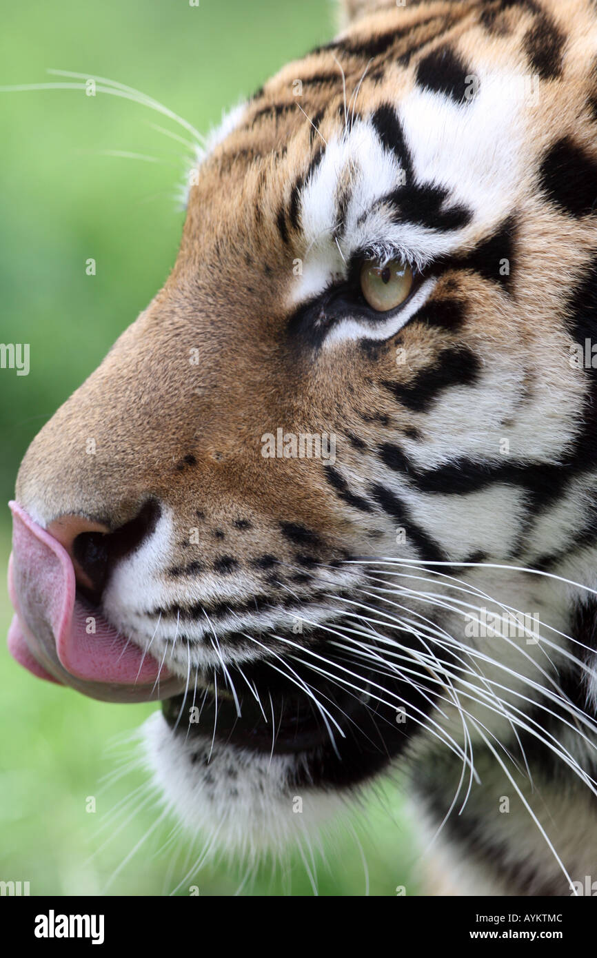 Amur Tiger portrait of a siberian,amur tiger Stock Photo - Alamy