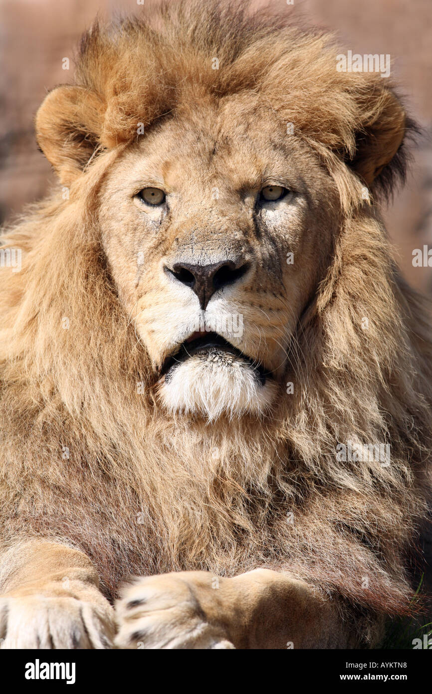 Portrait of male lion resting Stock Photo - Alamy