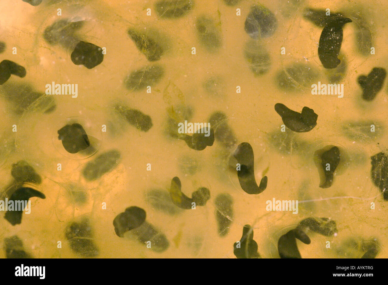 Common Frogspawn development, approx 12 days old Stock Photo - Alamy