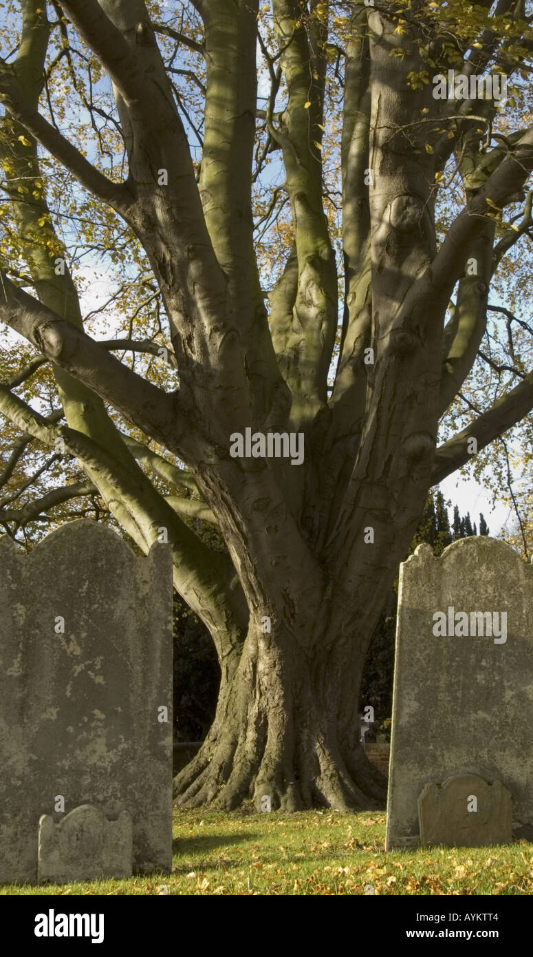 Tree between a pair of tombstones - life between death Stock Photo - Alamy